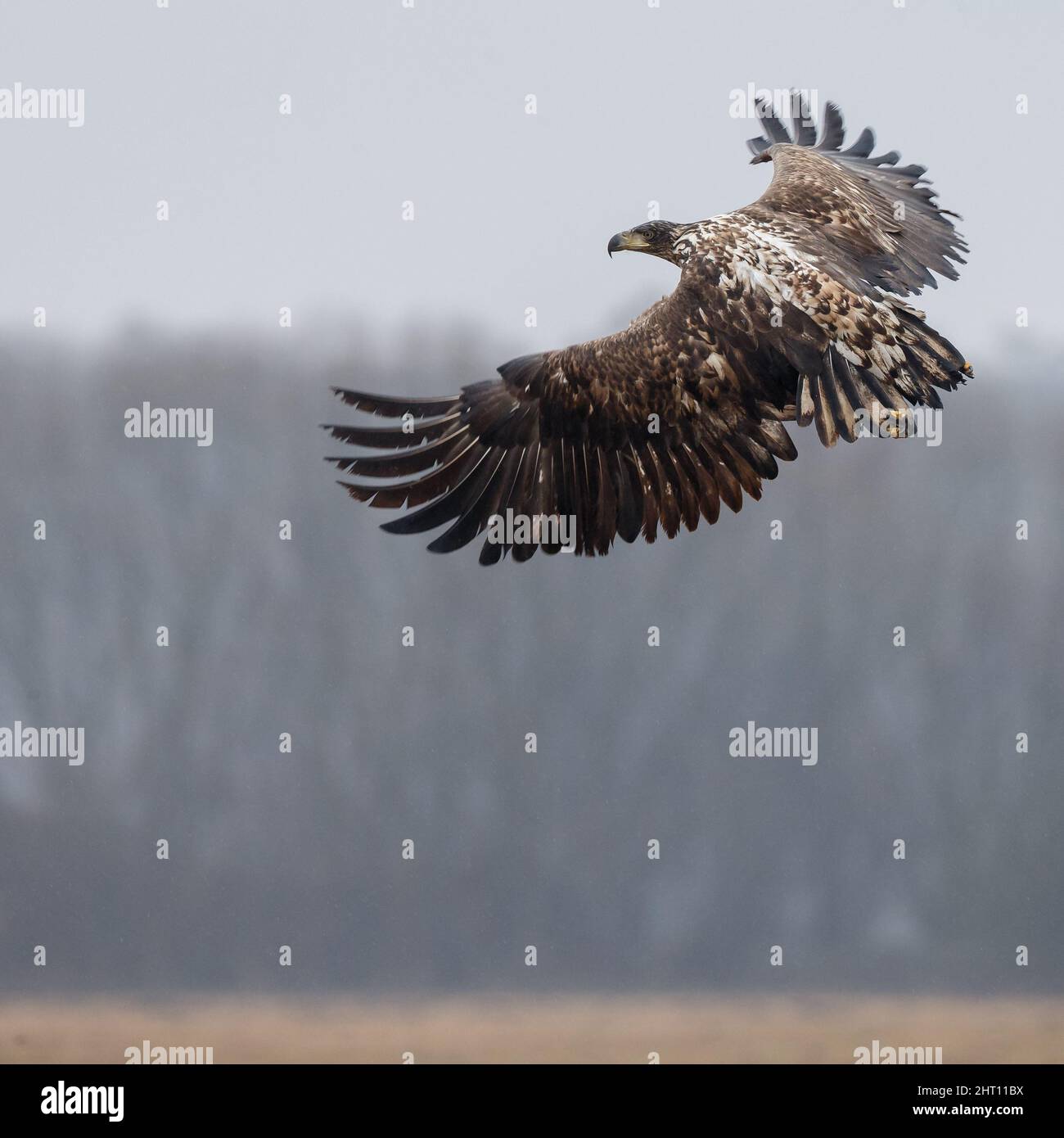 European Eagle a big bird of prey in nature Stock Photo - Alamy