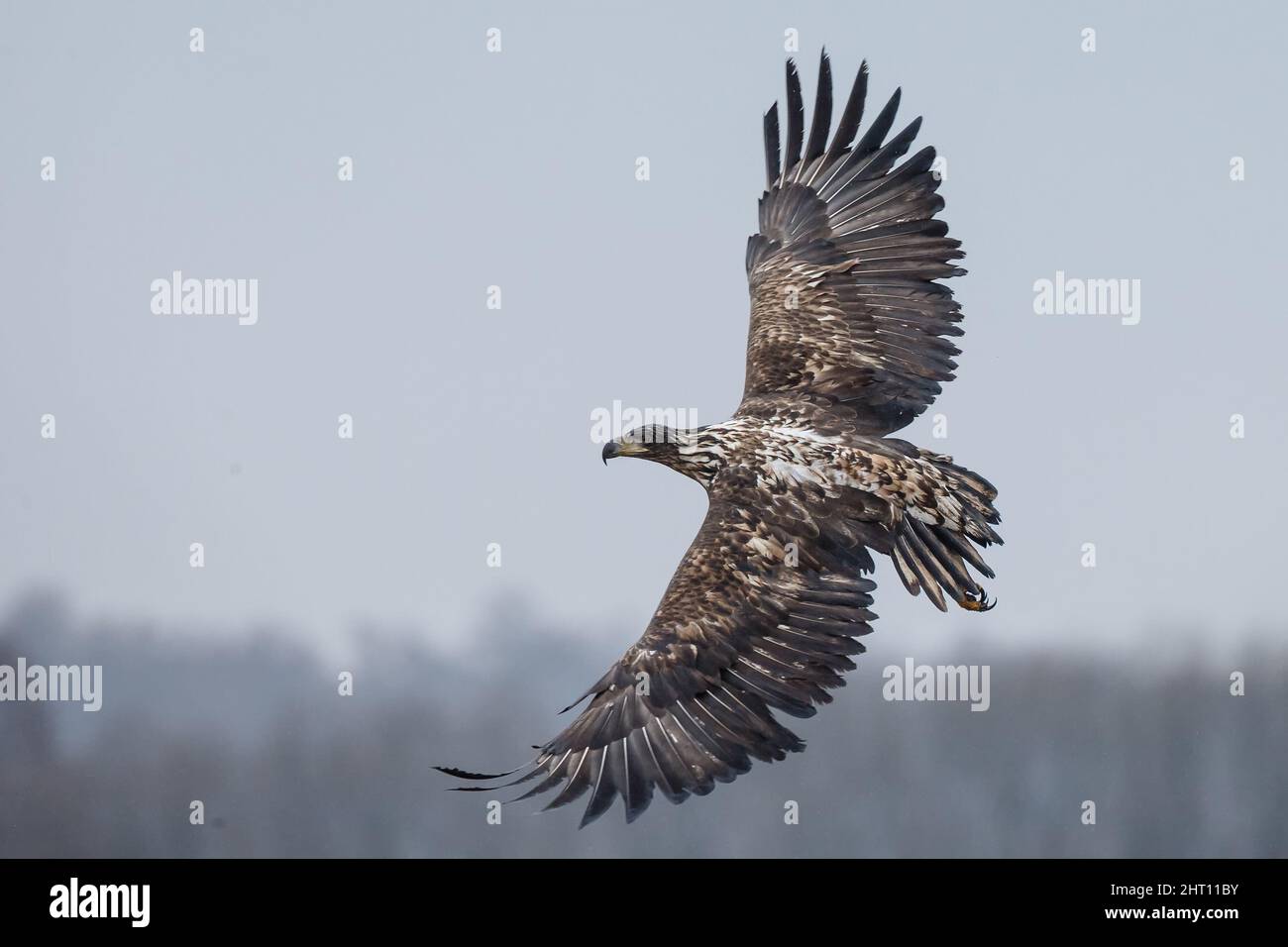 European Eagle a big bird of prey in nature Stock Photo - Alamy