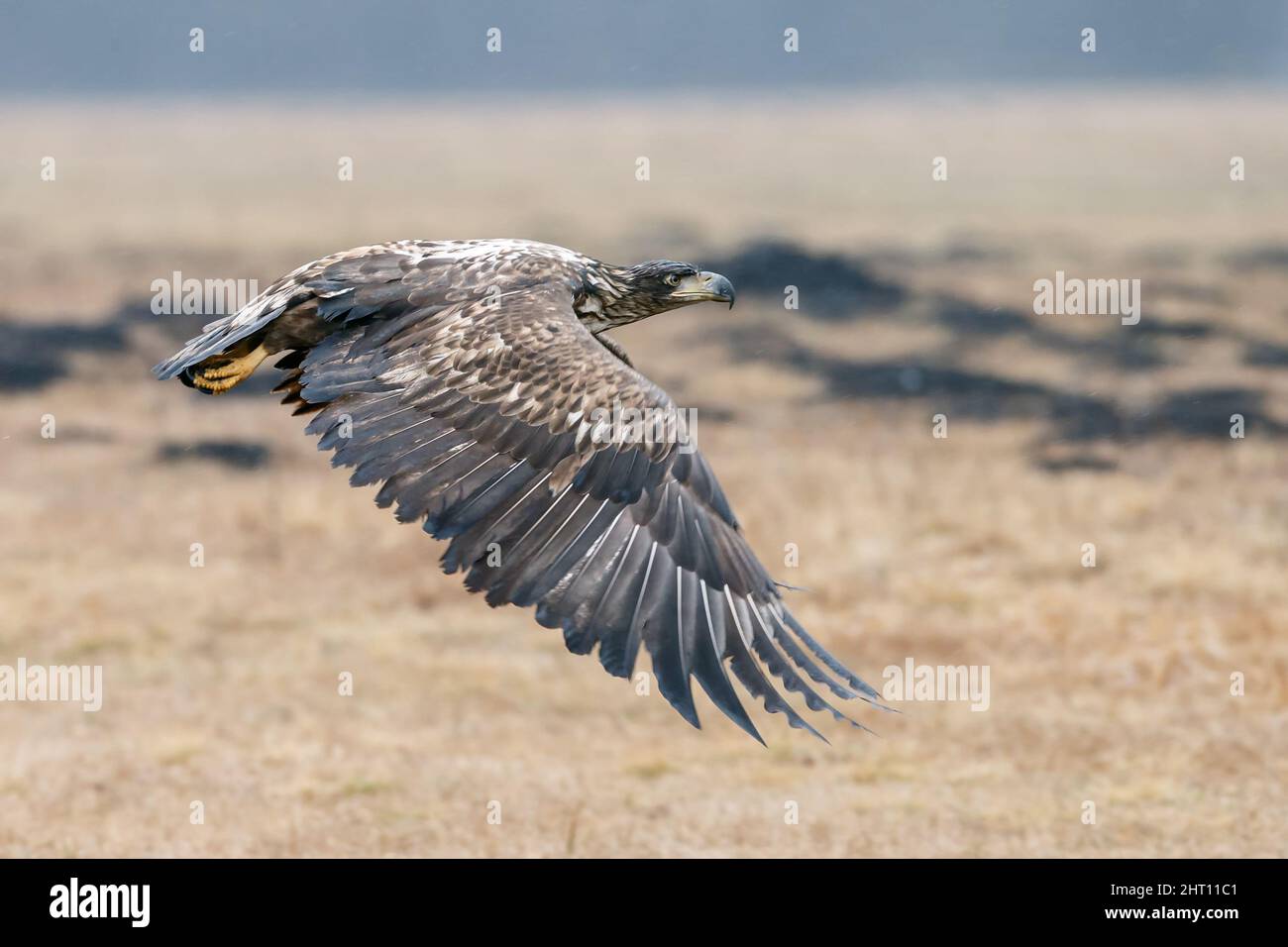 European Eagle a big bird of prey in nature Stock Photo - Alamy