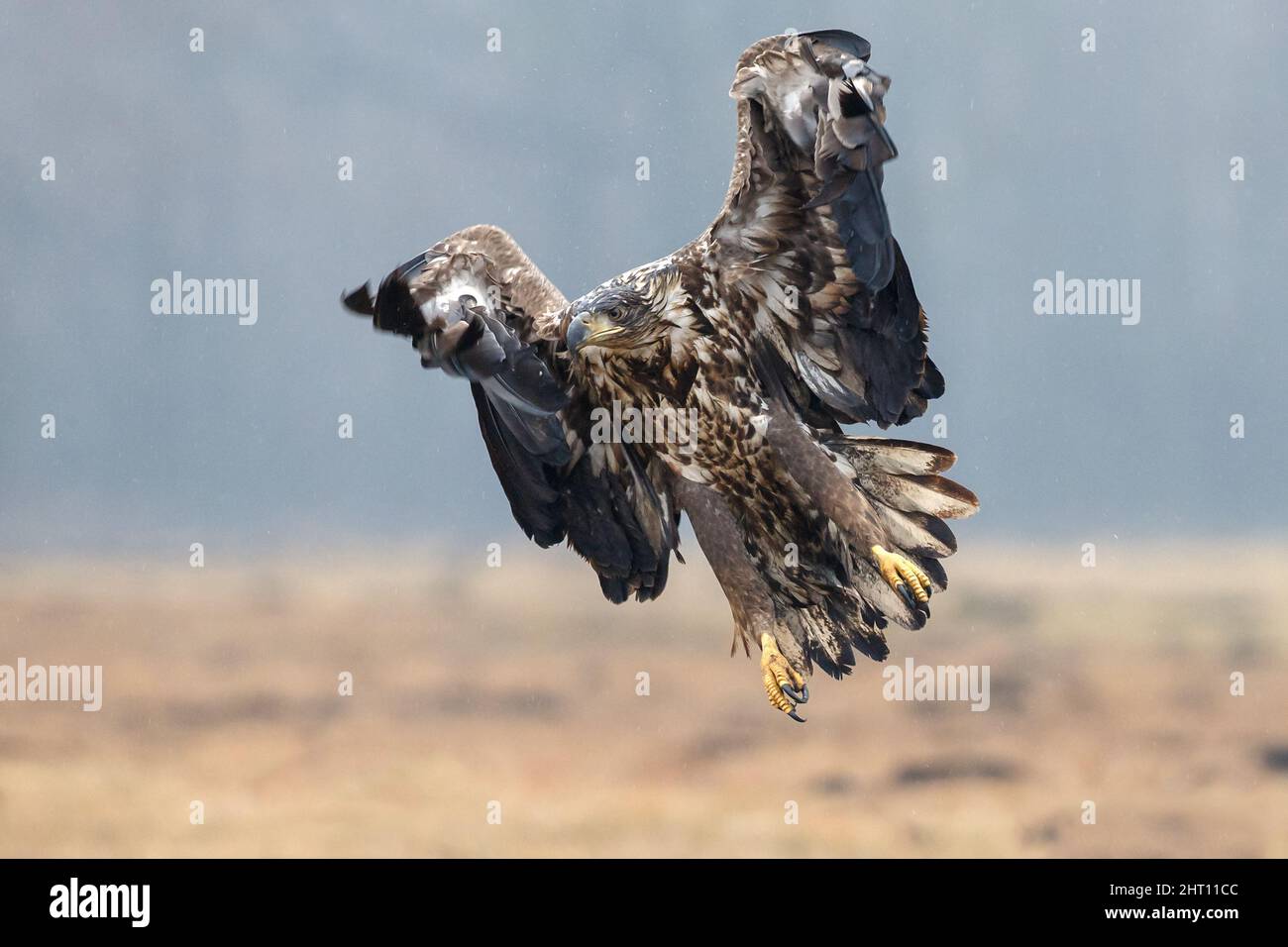European Eagle a big bird of prey in nature Stock Photo - Alamy