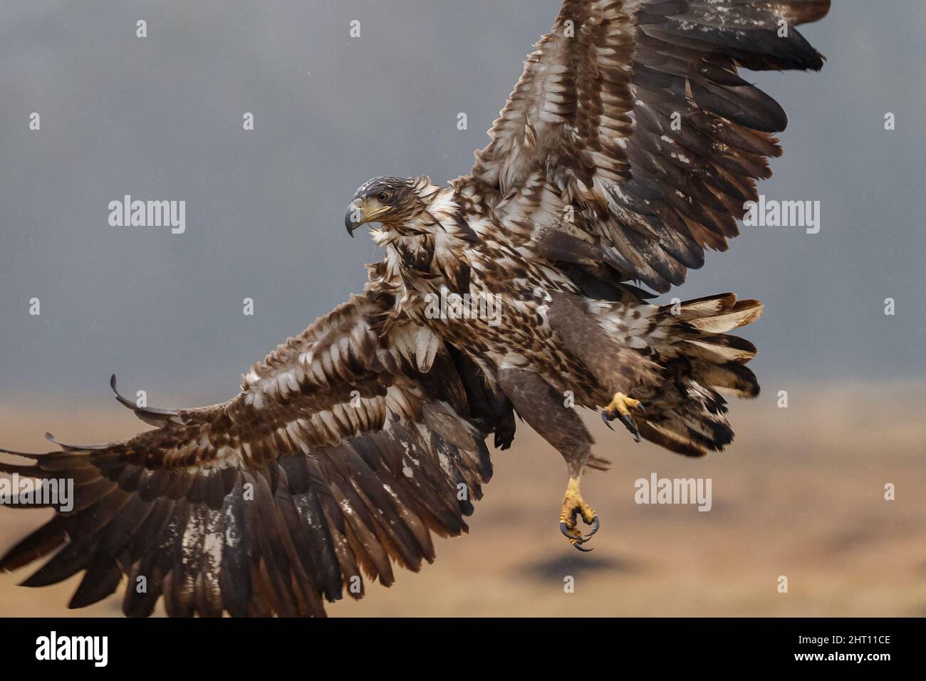 European Eagle a big bird of prey in nature Stock Photo - Alamy
