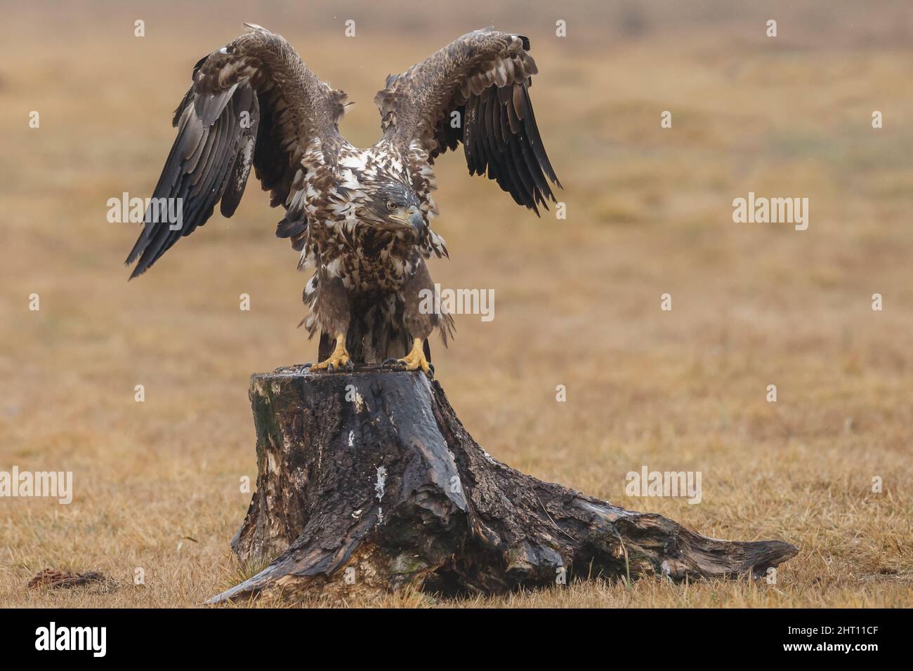 European Eagle a big bird of prey in nature Stock Photo - Alamy