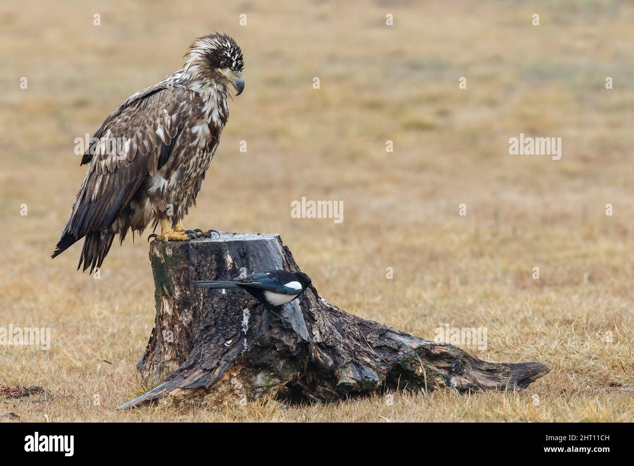 European Eagle a big bird of prey in nature Stock Photo - Alamy