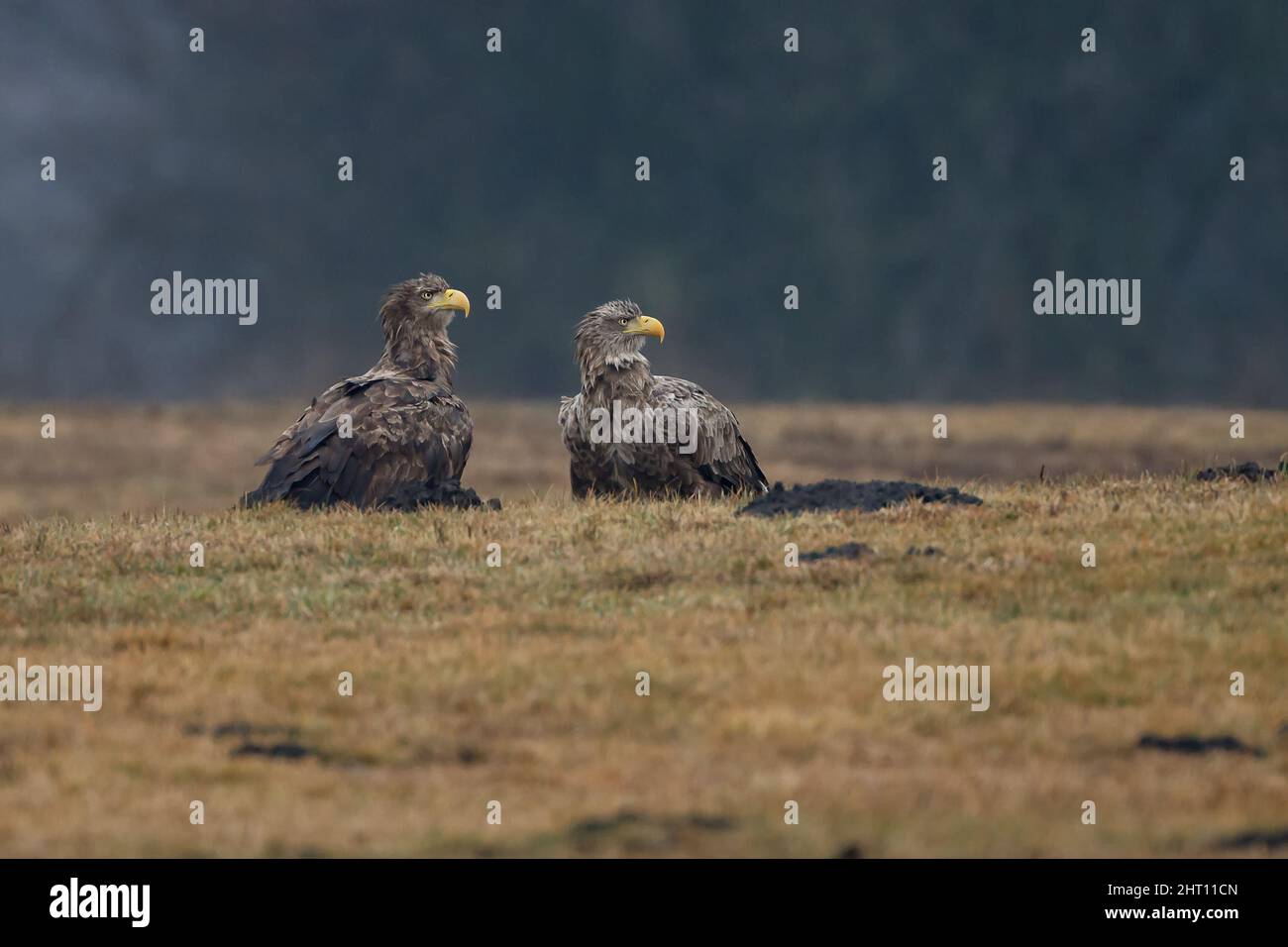 European Eagle a big bird of prey in nature Stock Photo - Alamy