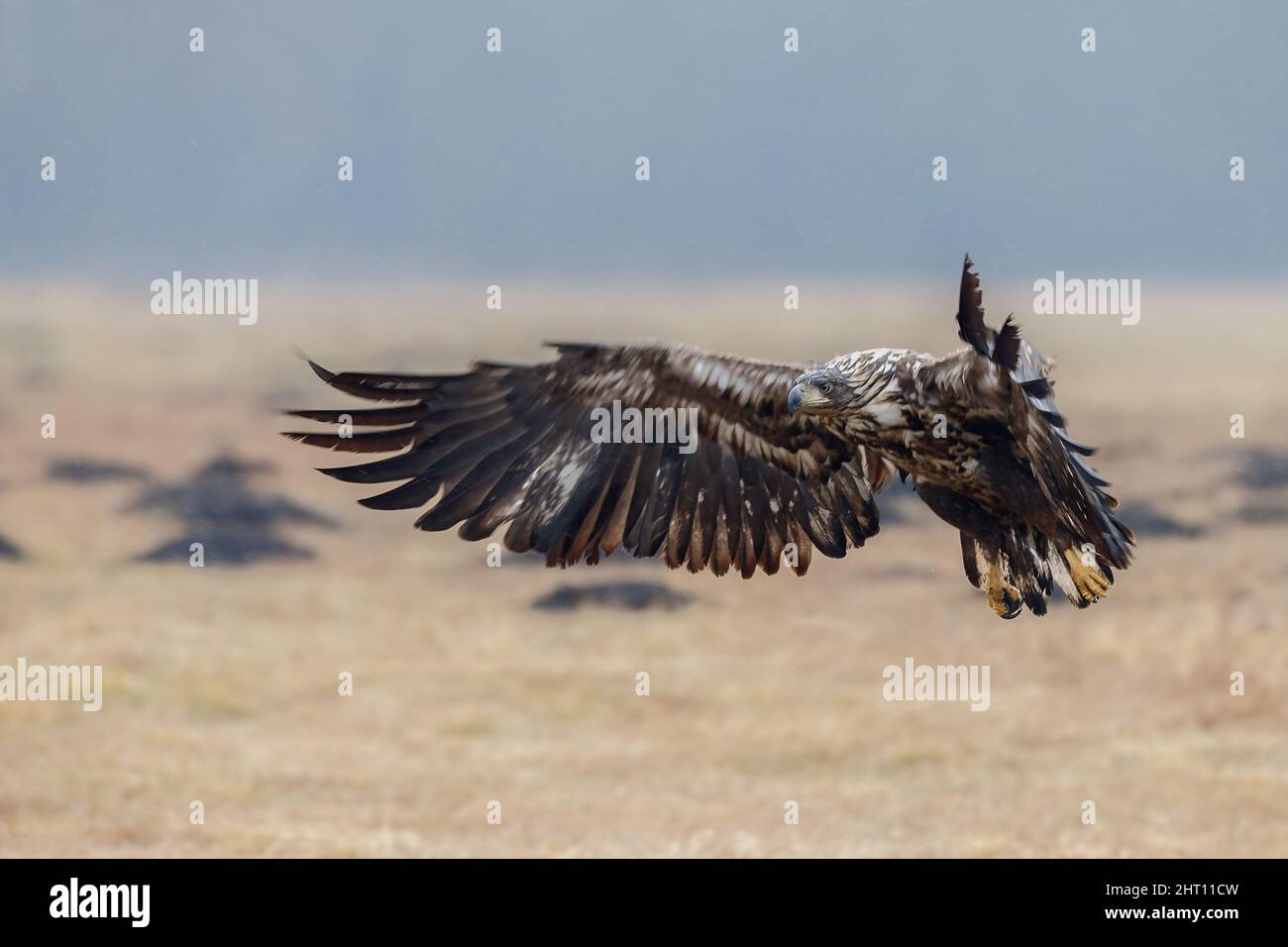 European Eagle a big bird of prey in nature Stock Photo - Alamy