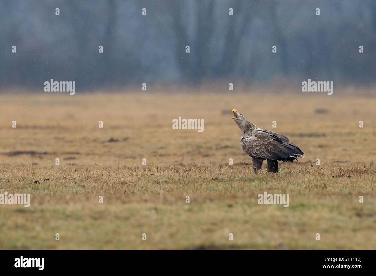 European Eagle a big bird of prey in nature Stock Photo - Alamy