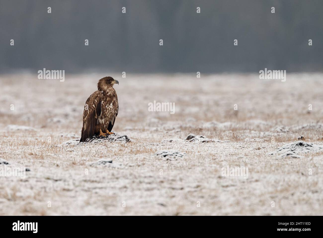 European Eagle a big bird of prey in nature Stock Photo - Alamy