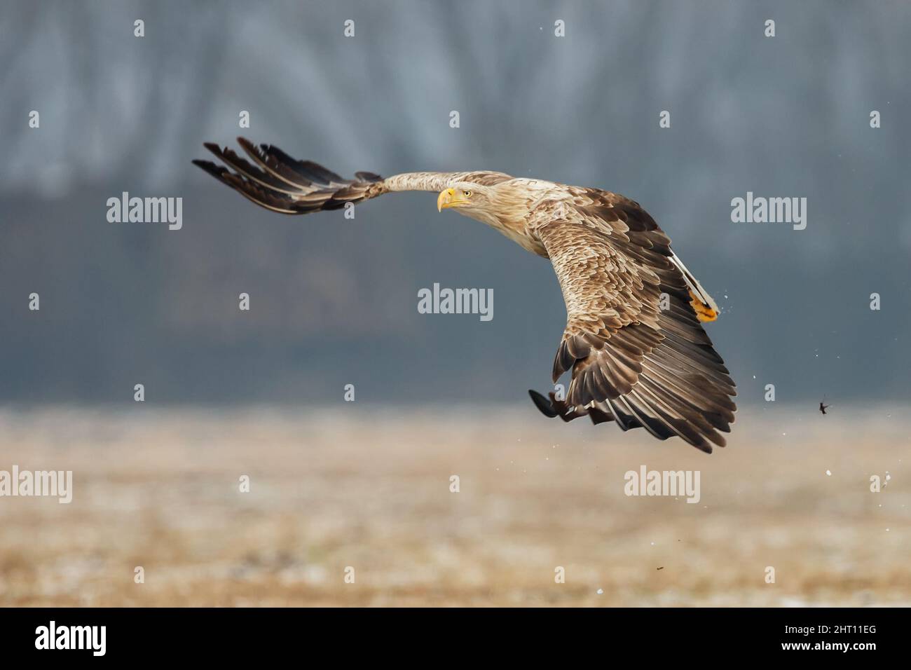 European Eagle a big bird of prey in nature Stock Photo - Alamy