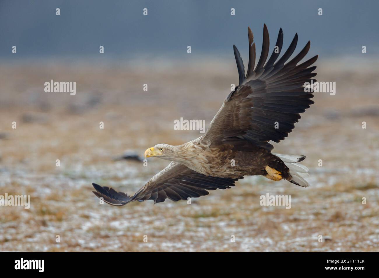 European Eagle a big bird of prey in nature Stock Photo - Alamy