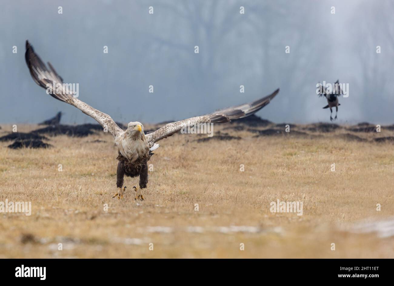 European Eagle a big bird of prey in nature Stock Photo - Alamy