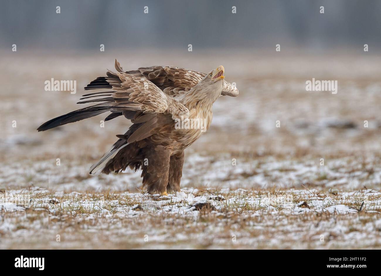 European Eagle a big bird of prey in nature Stock Photo - Alamy
