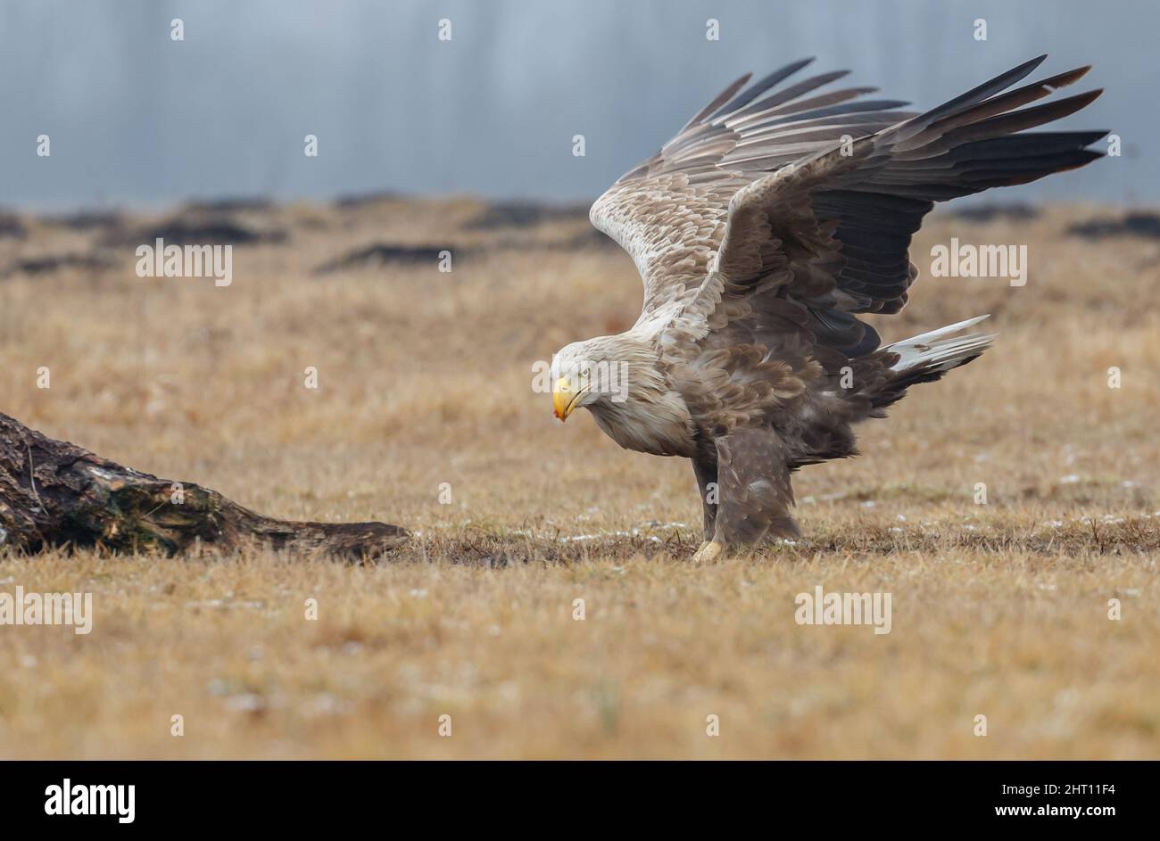 European Eagle a big bird of prey in nature Stock Photo - Alamy