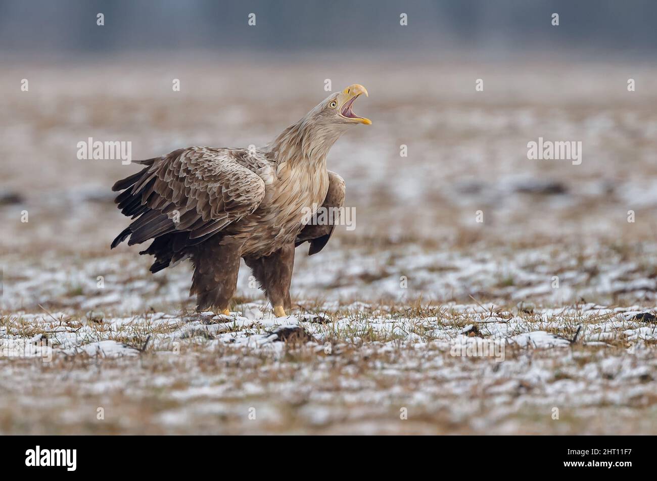European Eagle a big bird of prey in nature Stock Photo - Alamy
