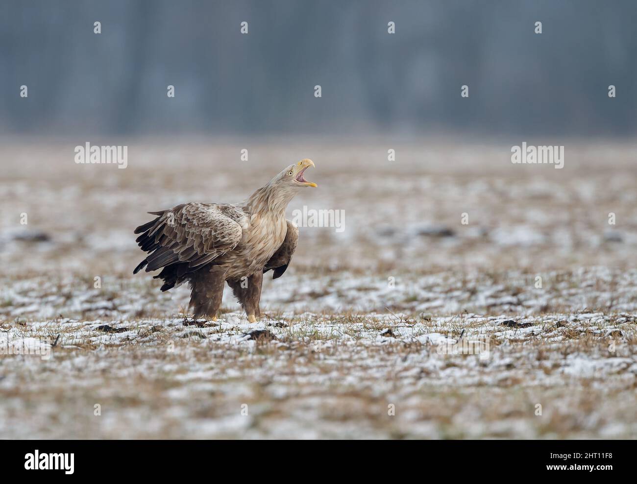 European Eagle a big bird of prey in nature Stock Photo - Alamy