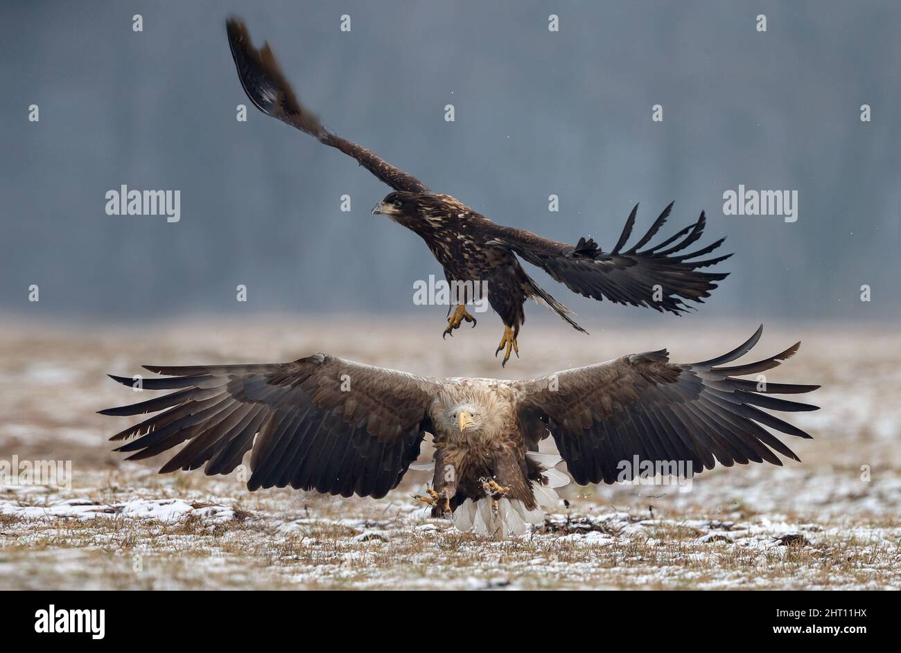 European Eagle a big bird of prey in nature Stock Photo - Alamy