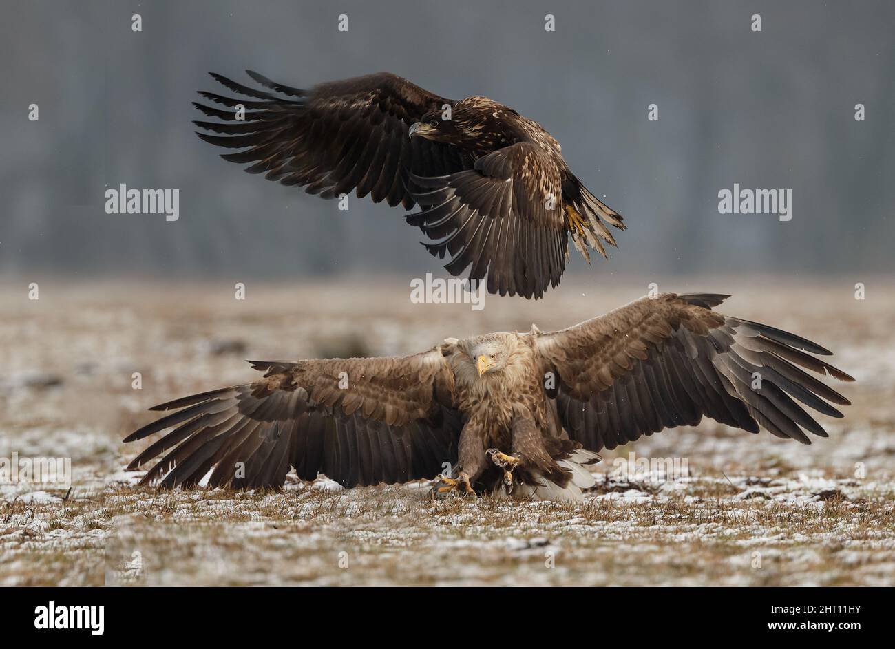 European Eagle a big bird of prey in nature Stock Photo - Alamy