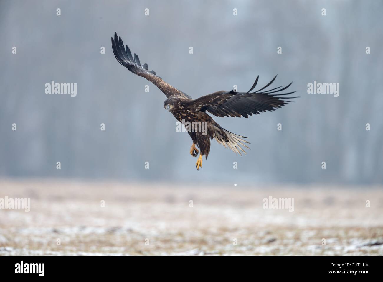 European Eagle a big bird of prey in nature Stock Photo - Alamy