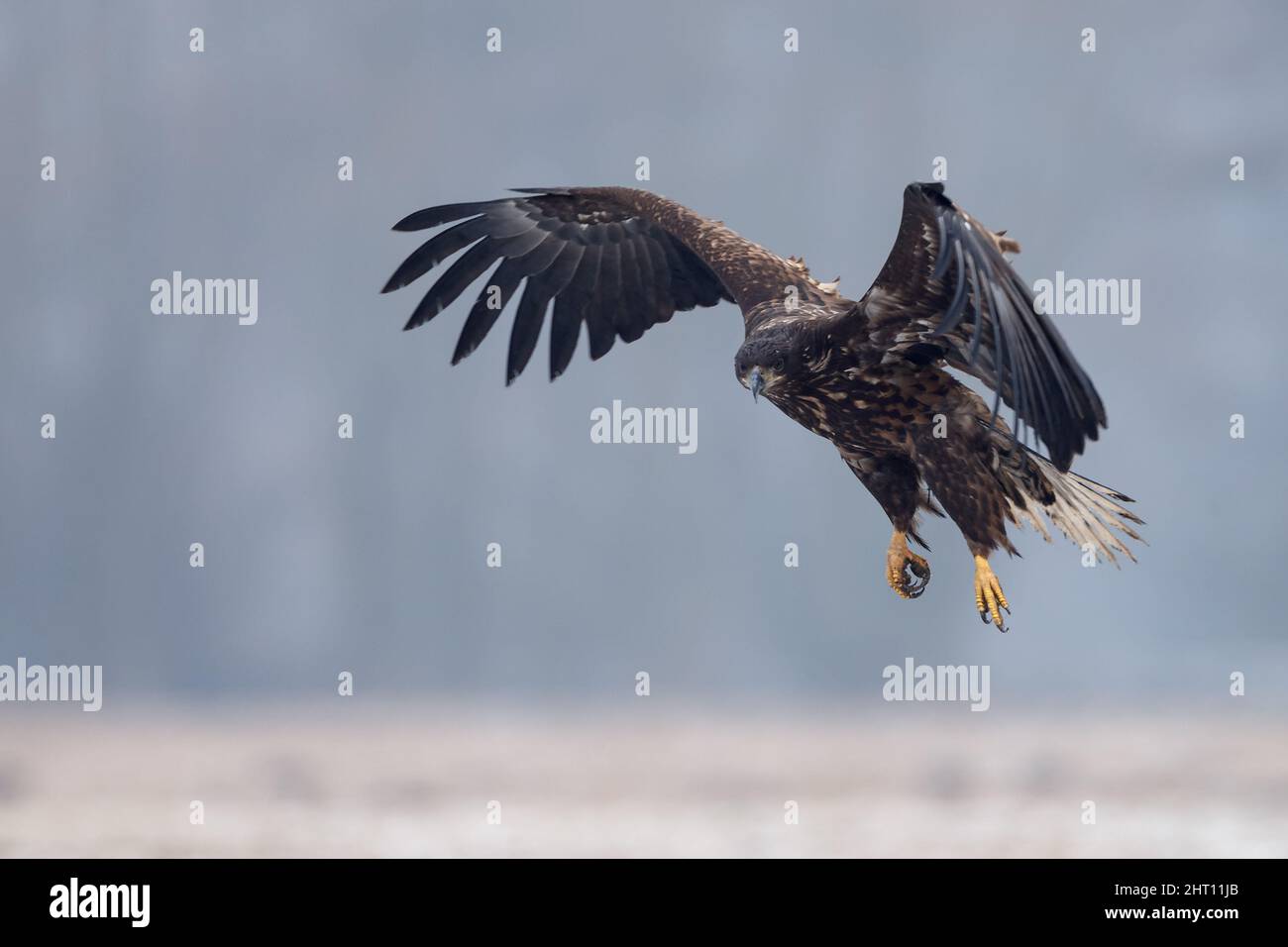 European Eagle a big bird of prey in nature Stock Photo - Alamy