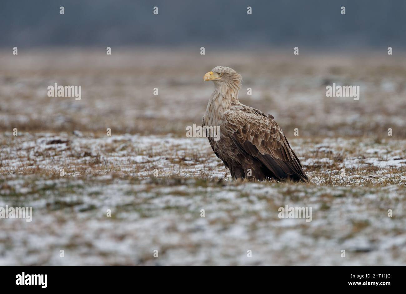 European Eagle a big bird of prey in nature Stock Photo - Alamy