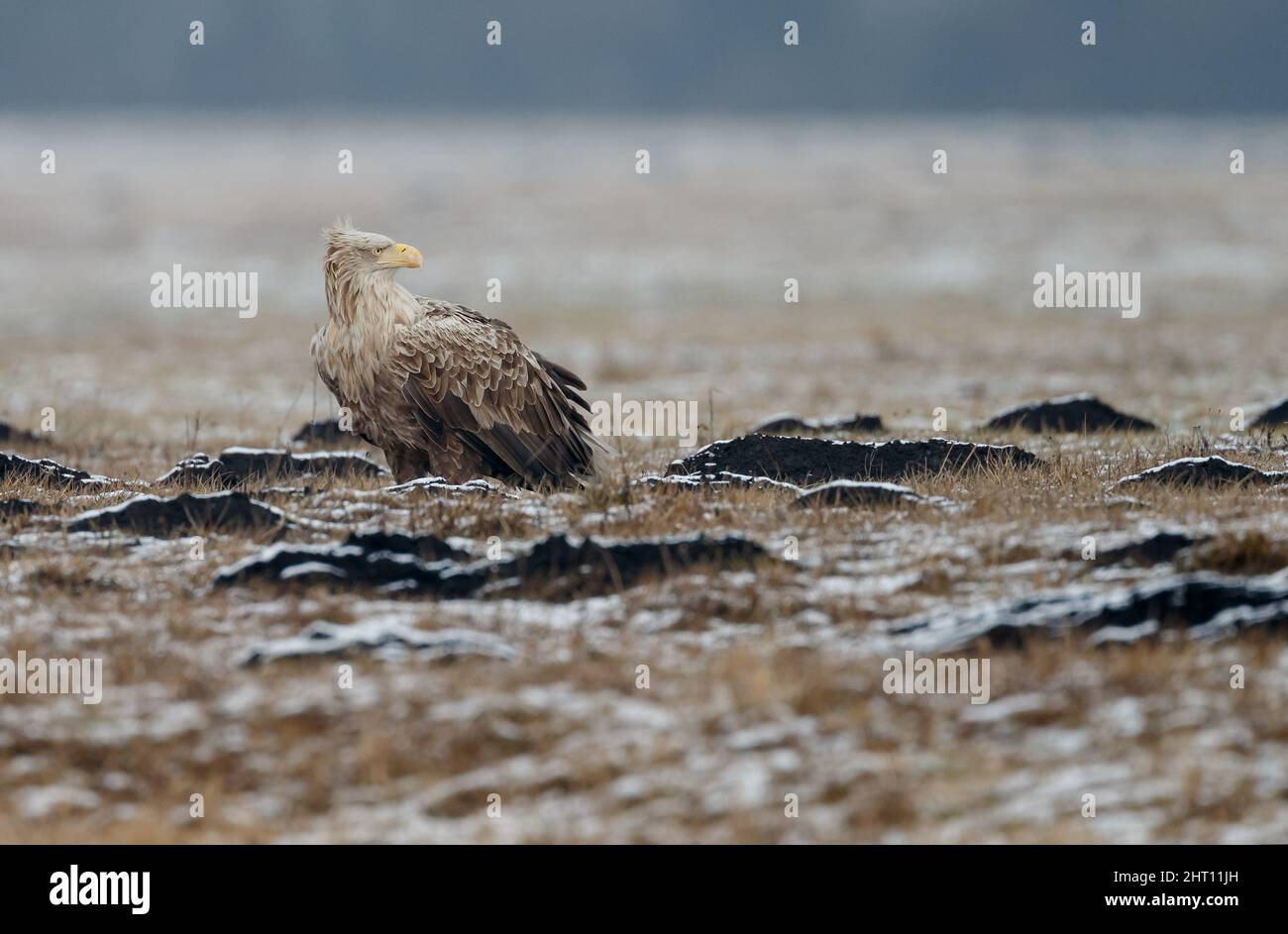 European Eagle a big bird of prey in nature Stock Photo - Alamy