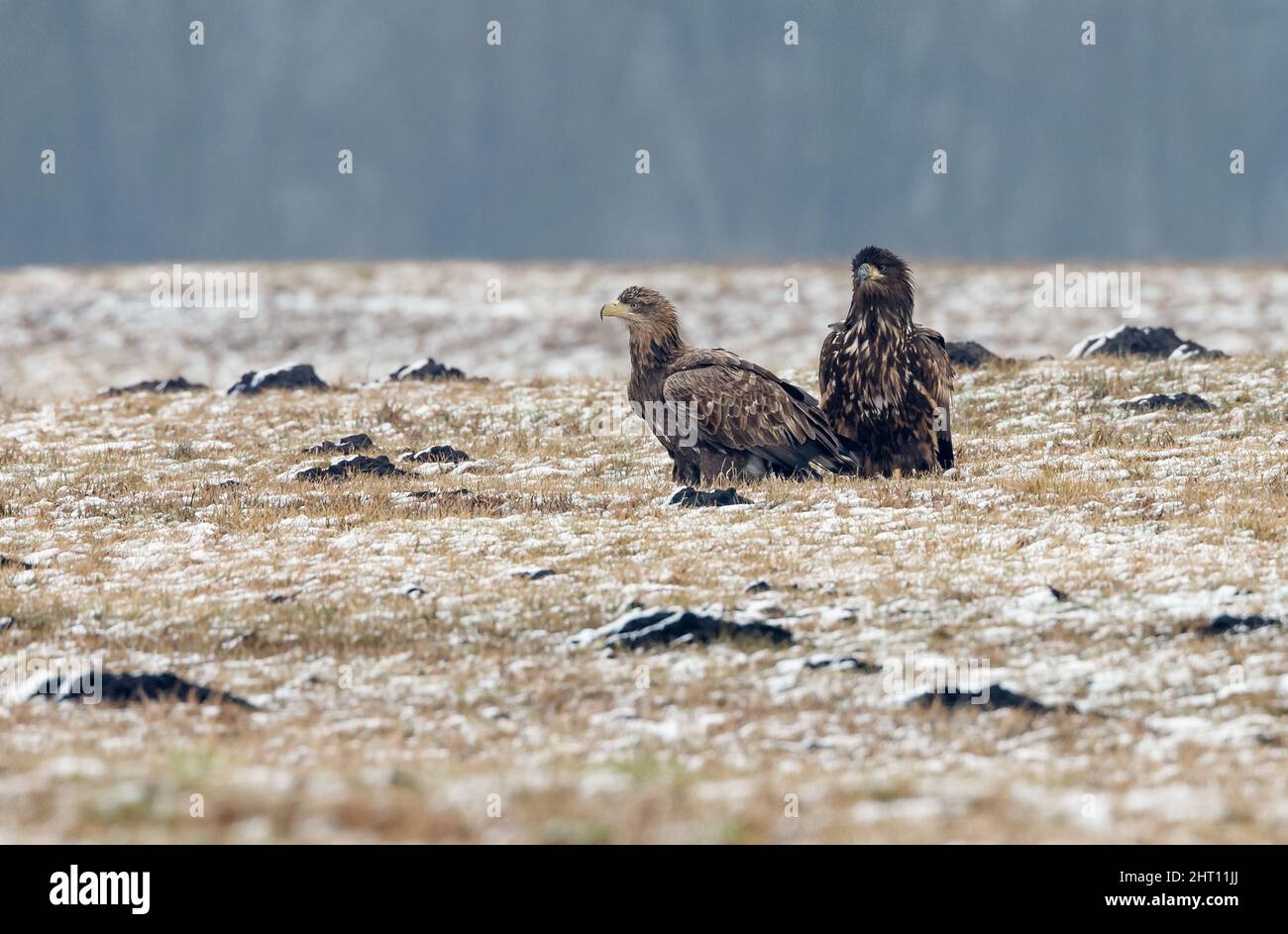 European Eagle a big bird of prey in nature Stock Photo - Alamy