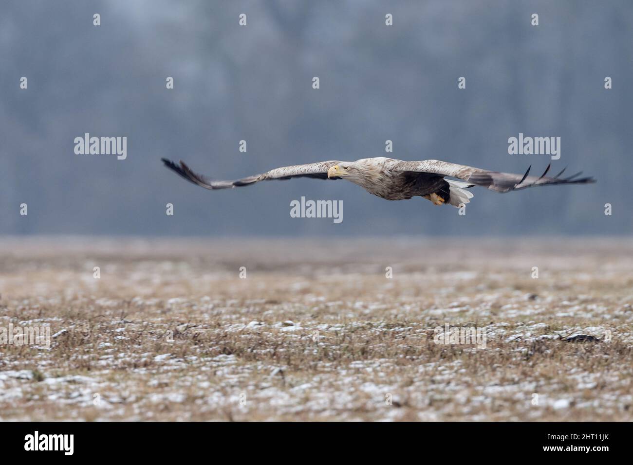 European Eagle a big bird of prey in nature Stock Photo - Alamy