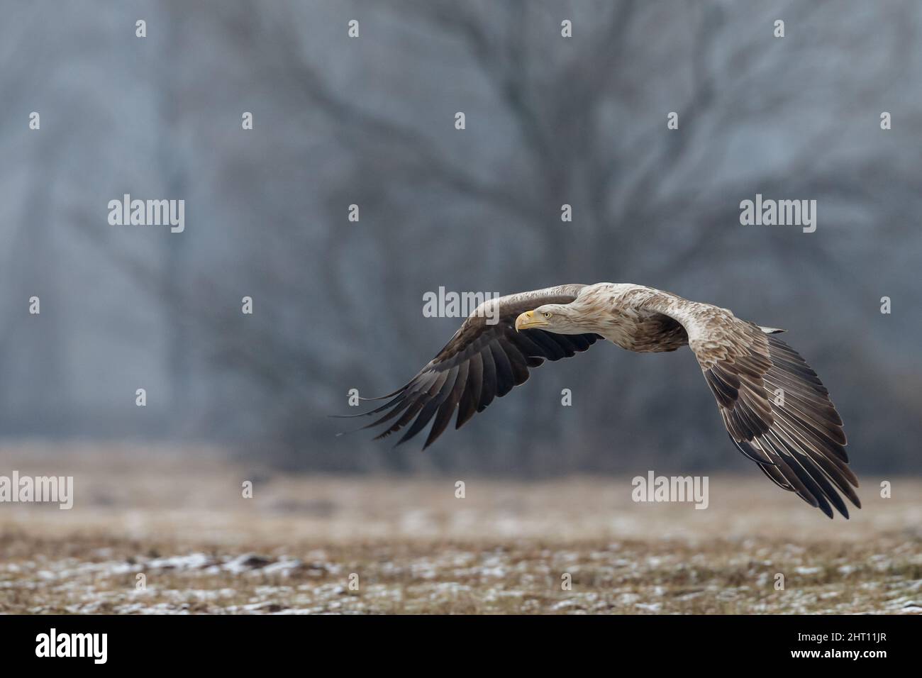 European Eagle a big bird of prey in nature Stock Photo - Alamy