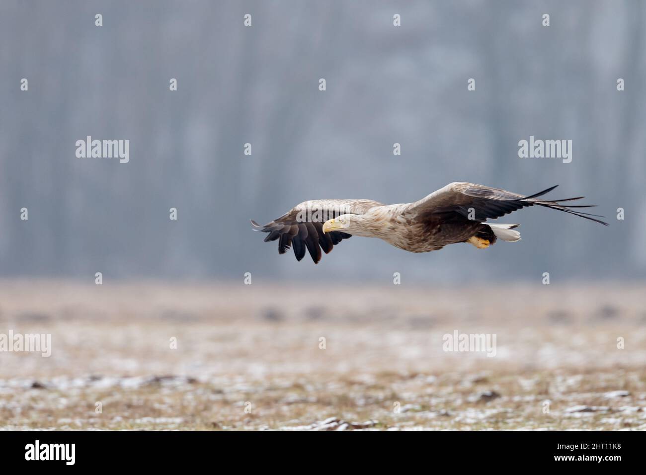 European Eagle a big bird of prey in nature Stock Photo - Alamy