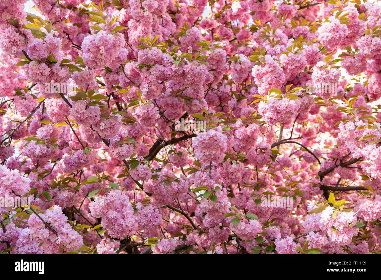 pink sakura flower on blooming spring tree. nature beauty Stock Photo ...