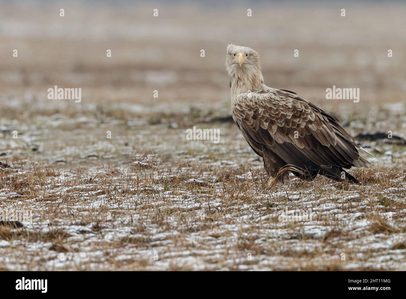 European Eagle a big bird of prey in nature Stock Photo - Alamy