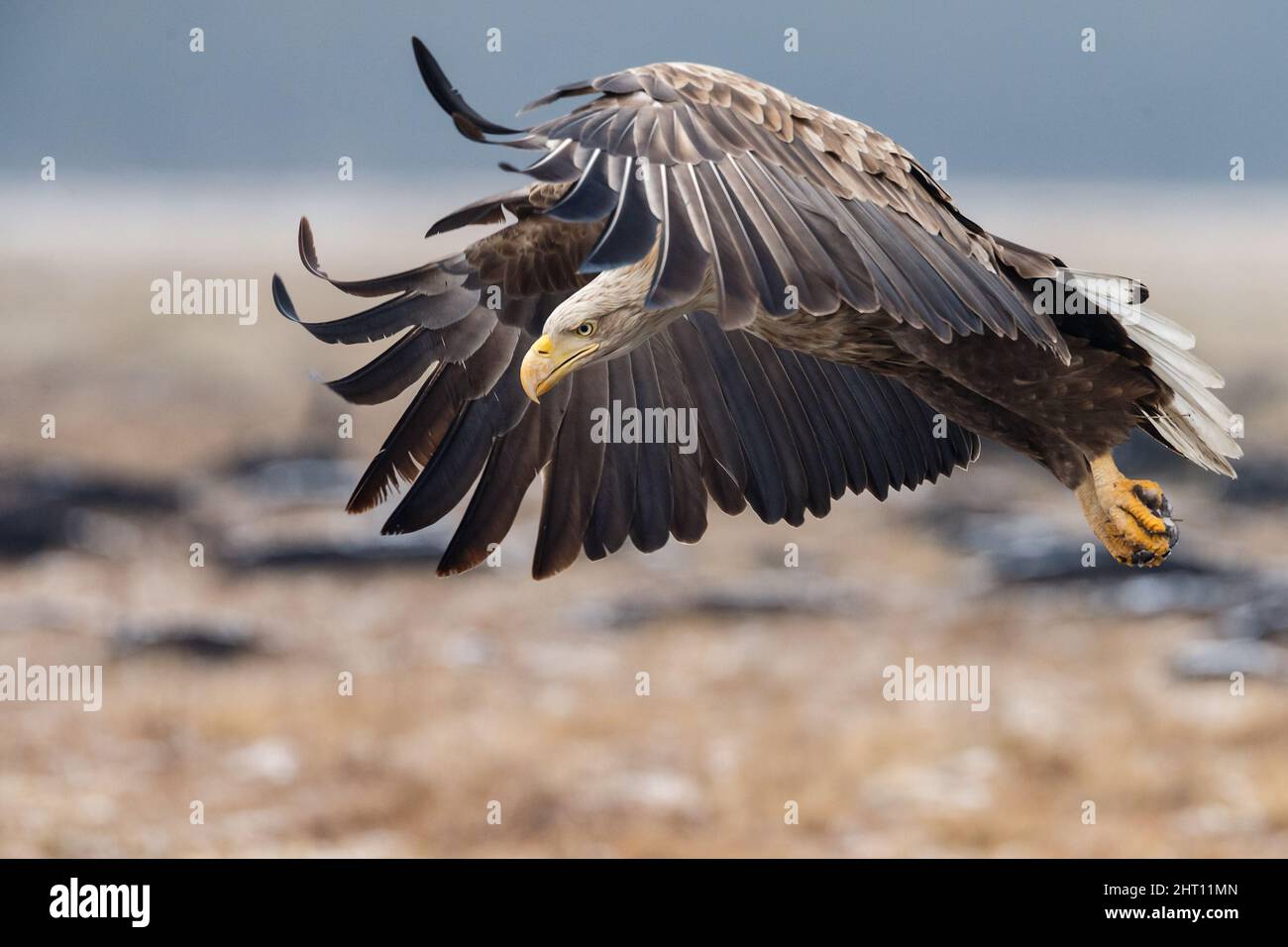 European Eagle a big bird of prey in nature Stock Photo - Alamy