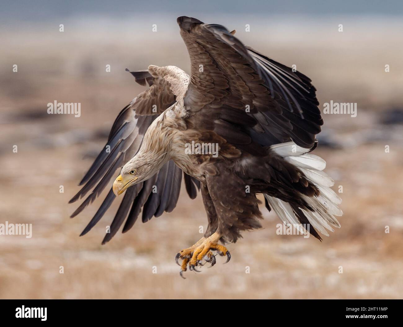 European Eagle a big bird of prey in nature Stock Photo - Alamy