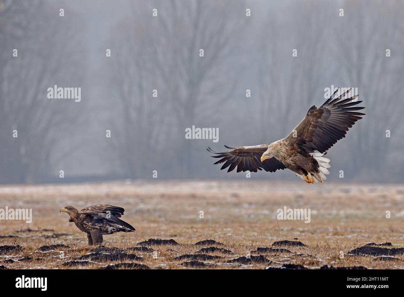 European Eagle a big bird of prey in nature Stock Photo - Alamy