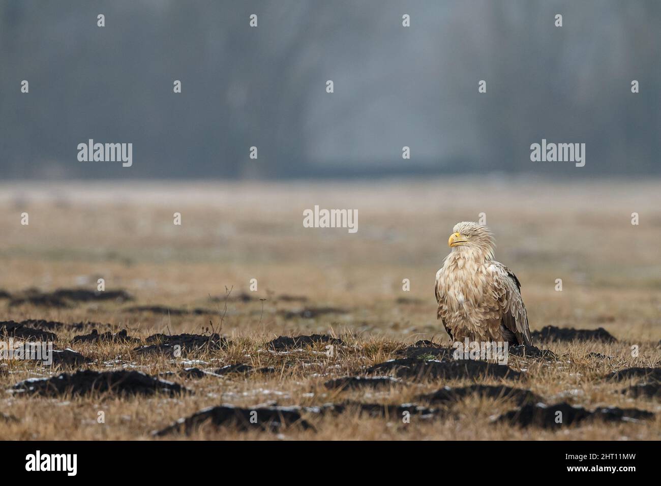 European Eagle a big bird of prey in nature Stock Photo - Alamy