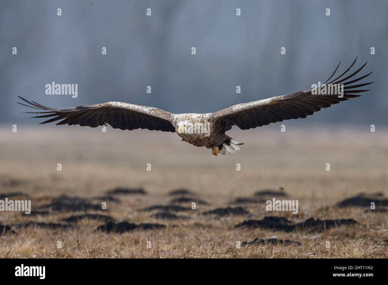 European Eagle a big bird of prey in nature Stock Photo - Alamy