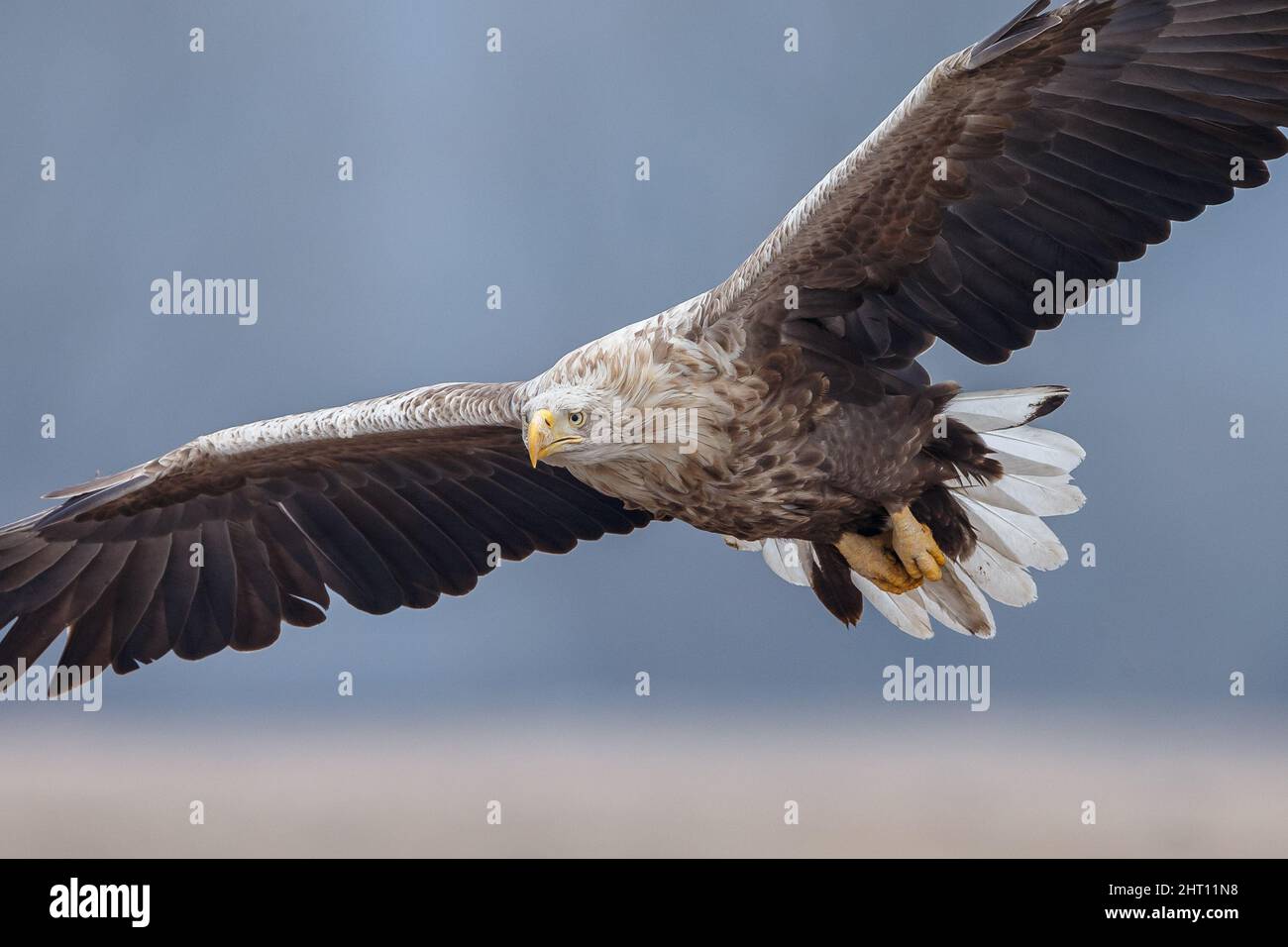 European Eagle a big bird of prey in nature Stock Photo - Alamy