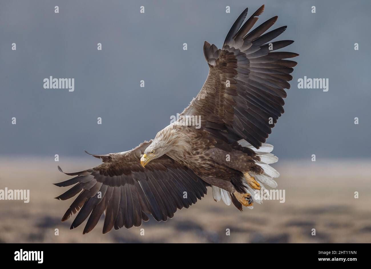 European Eagle a big bird of prey in nature Stock Photo - Alamy