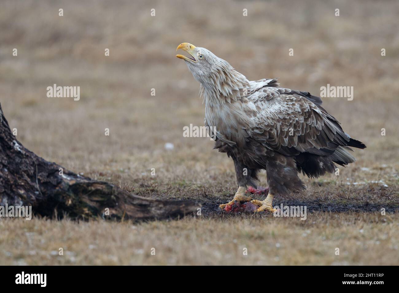European Eagle a big bird of prey in nature Stock Photo - Alamy