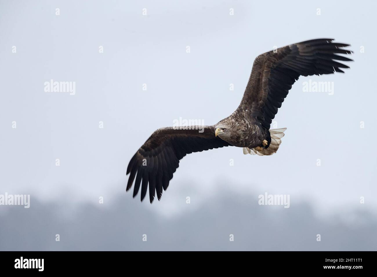 European Eagle a big bird of prey in nature Stock Photo - Alamy