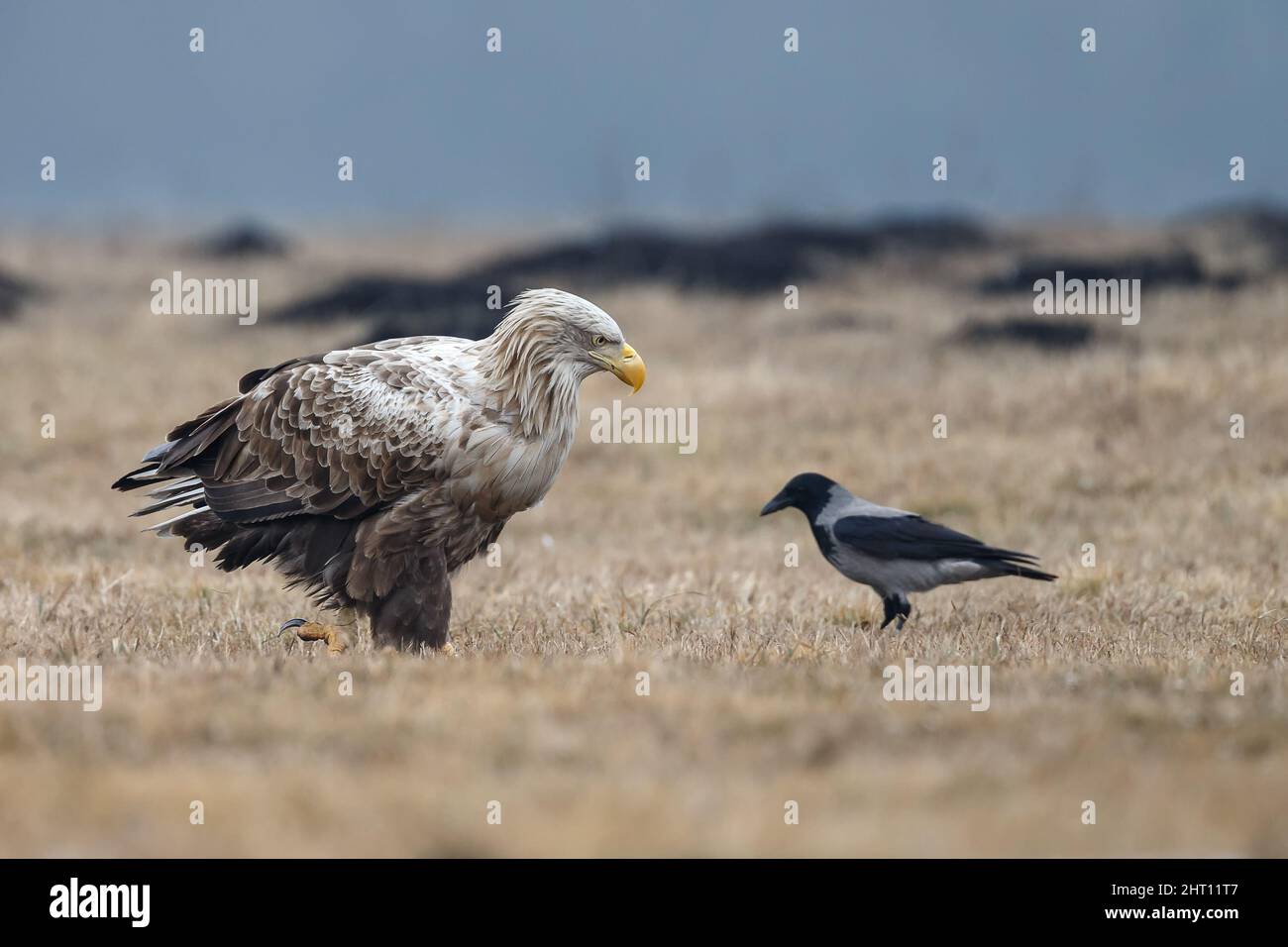 European Eagle a big bird of prey in nature Stock Photo - Alamy