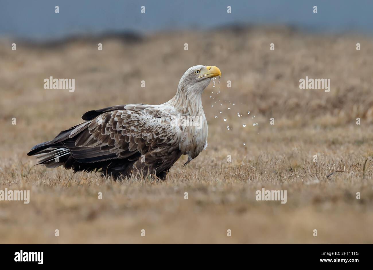 European Eagle a big bird of prey in nature Stock Photo - Alamy