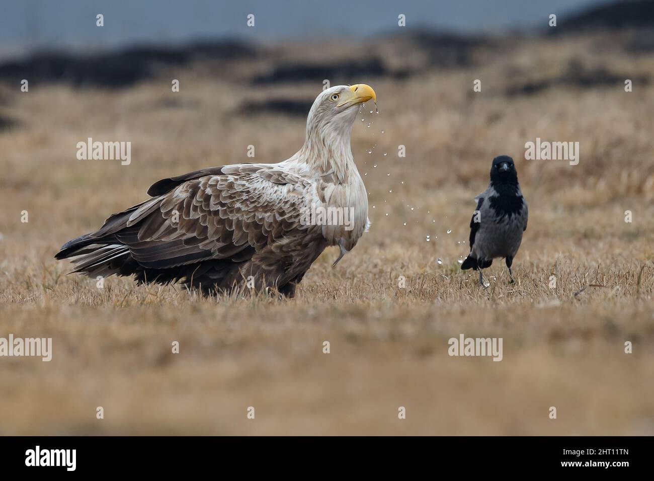 European Eagle a big bird of prey in nature Stock Photo - Alamy