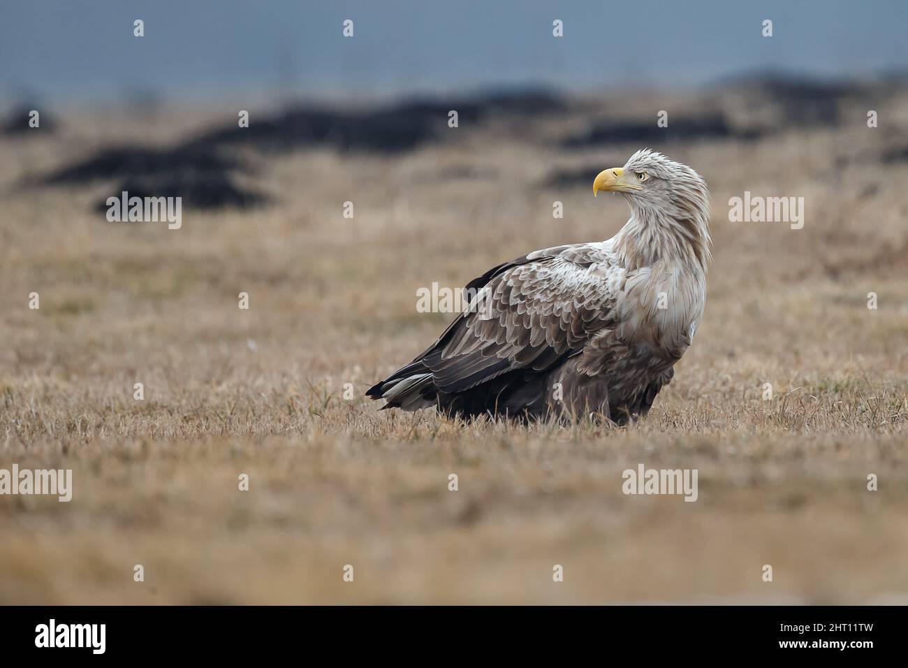 European Eagle a big bird of prey in nature Stock Photo - Alamy