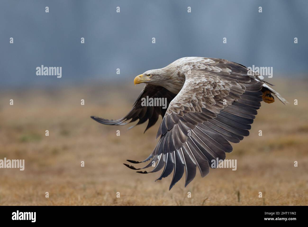 European Eagle a big bird of prey in nature Stock Photo - Alamy
