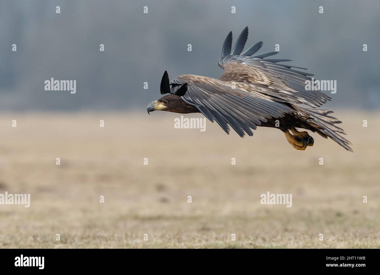European Eagle a big bird of prey in nature Stock Photo - Alamy