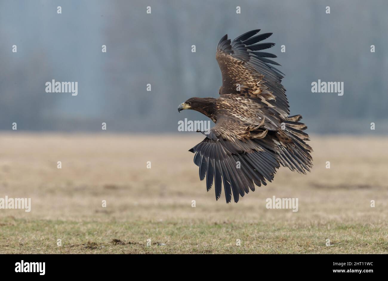 European Eagle a big bird of prey in nature Stock Photo - Alamy