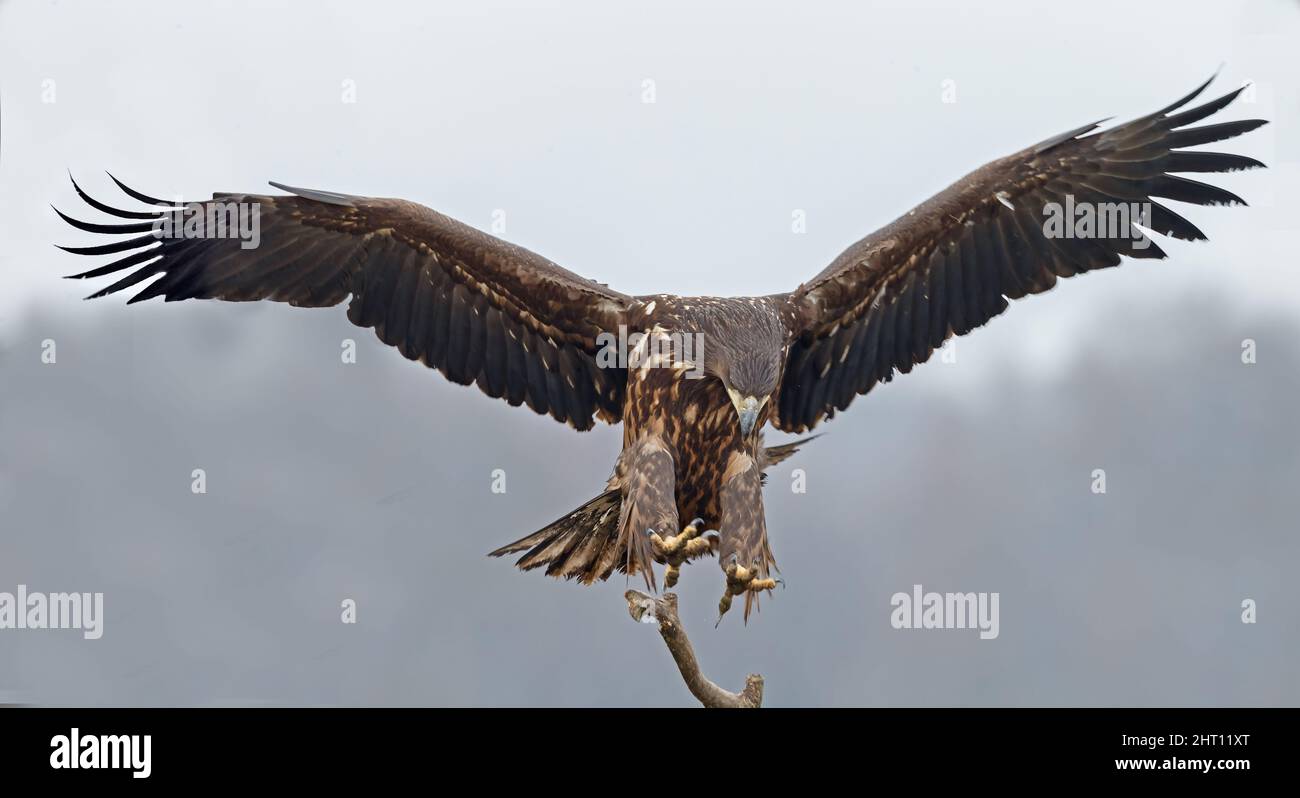 European Eagle a big bird of prey in nature Stock Photo - Alamy