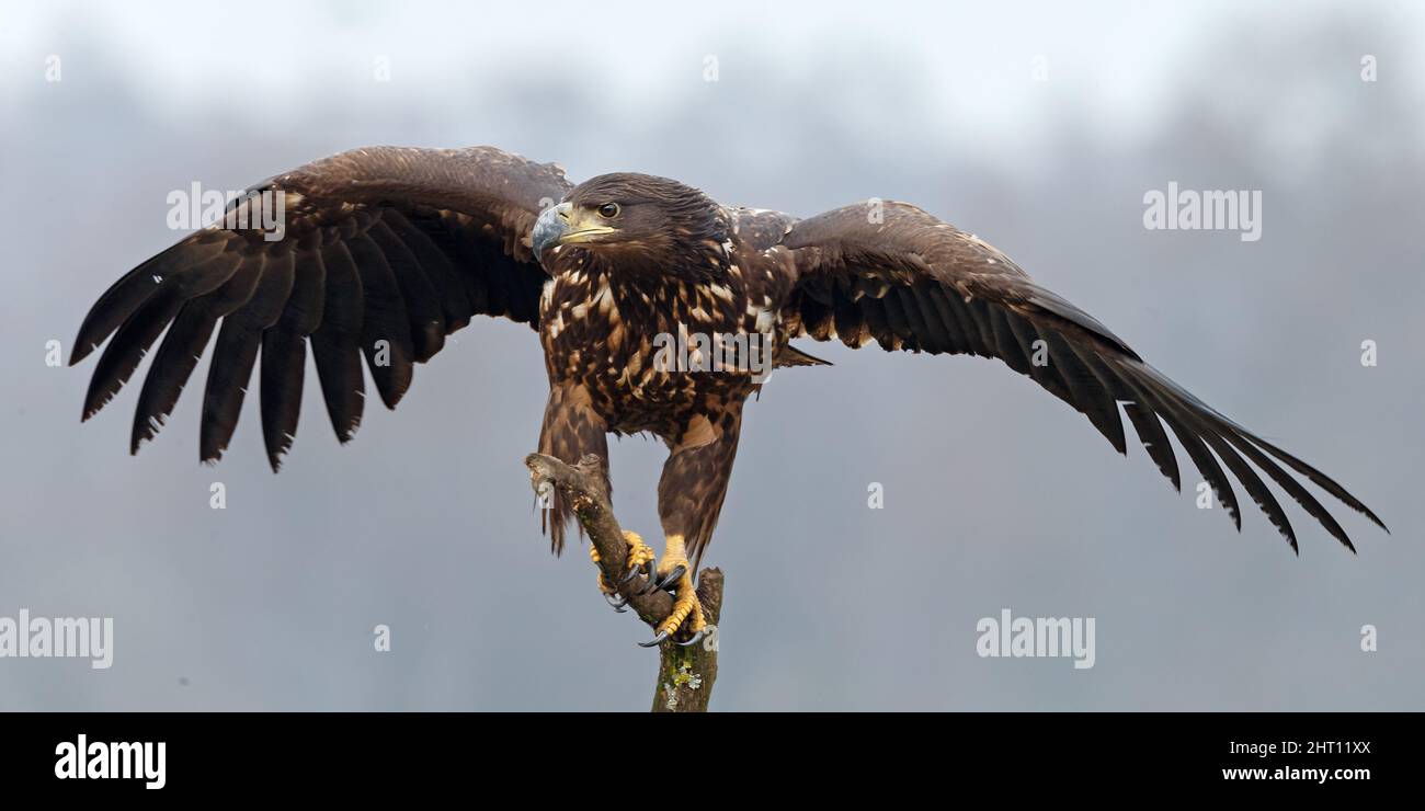 European Eagle a big bird of prey in nature Stock Photo - Alamy