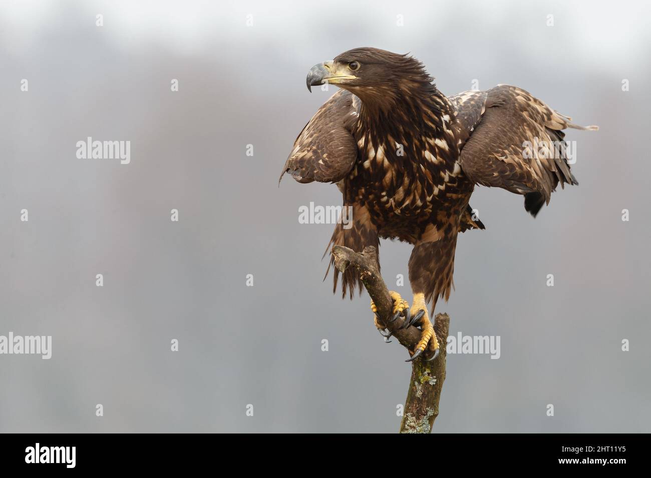 European Eagle a big bird of prey in nature Stock Photo - Alamy