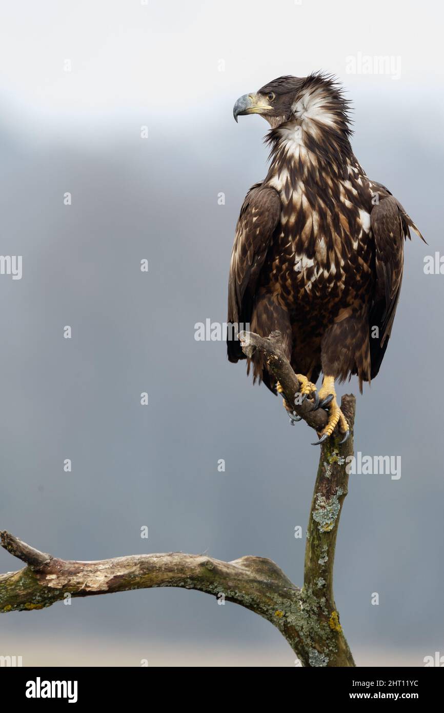 European Eagle a big bird of prey in nature Stock Photo - Alamy